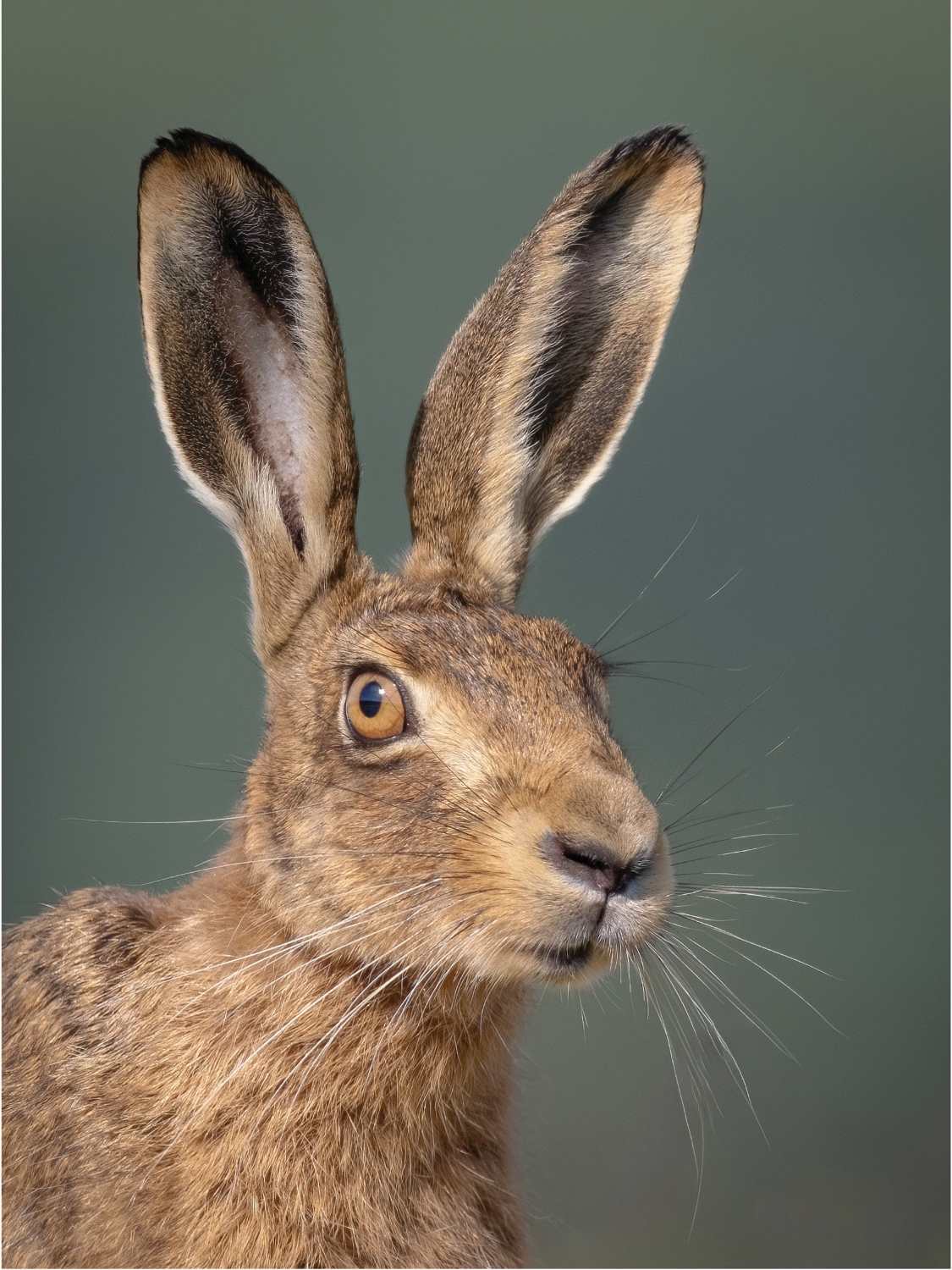 'Hares in UK culture, ecology and history': Baroness Helic highlights the plight of these ...